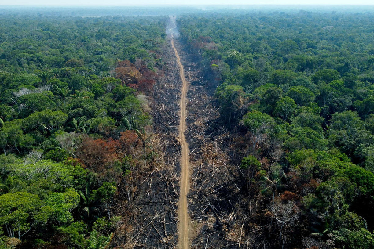La forêt amazonienne est détruite ...