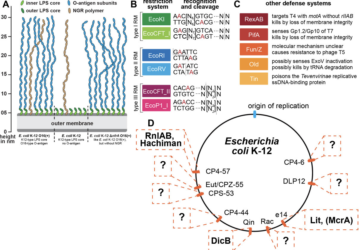 Completing the BASEL phage collection to unlock...