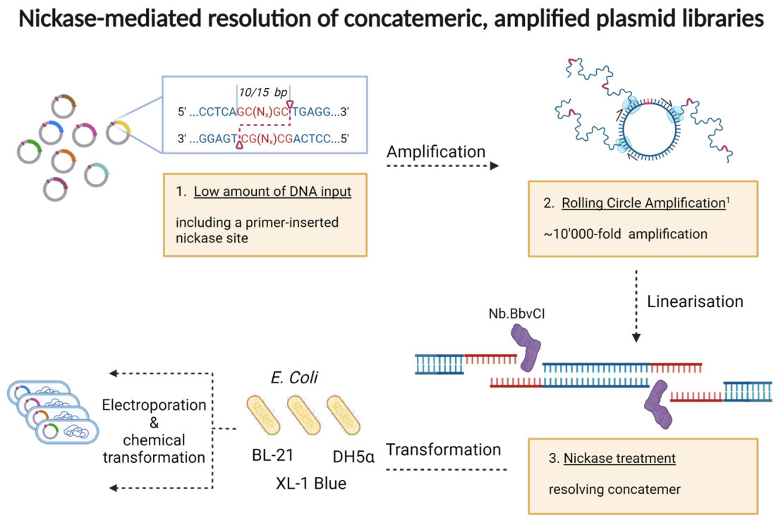 Simplified post-assembly plasmid library amplif...