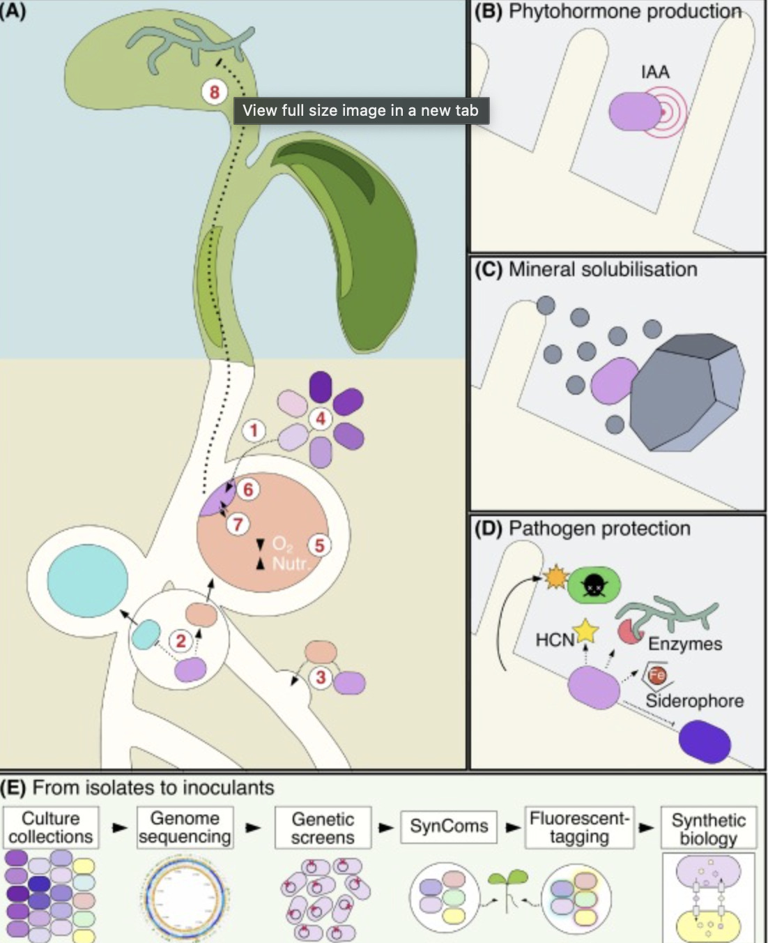 Pseudomonas in the spotlight: emerging roles in...