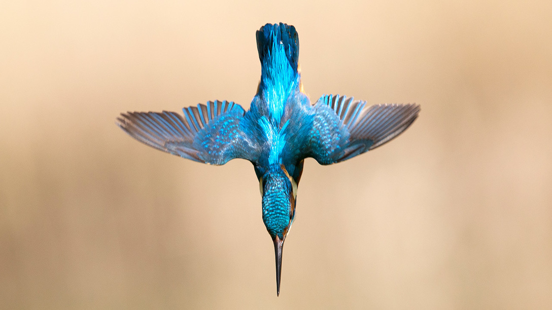 Biomimicry - Innovation inspired by nature | Bi...