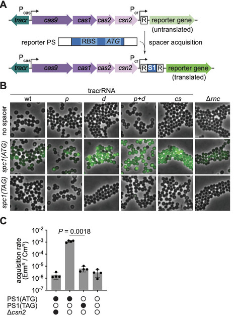Deep mutational scanning identifies variants of...