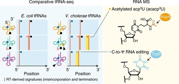Comparative tRNA sequencing and RNA mass spectr...