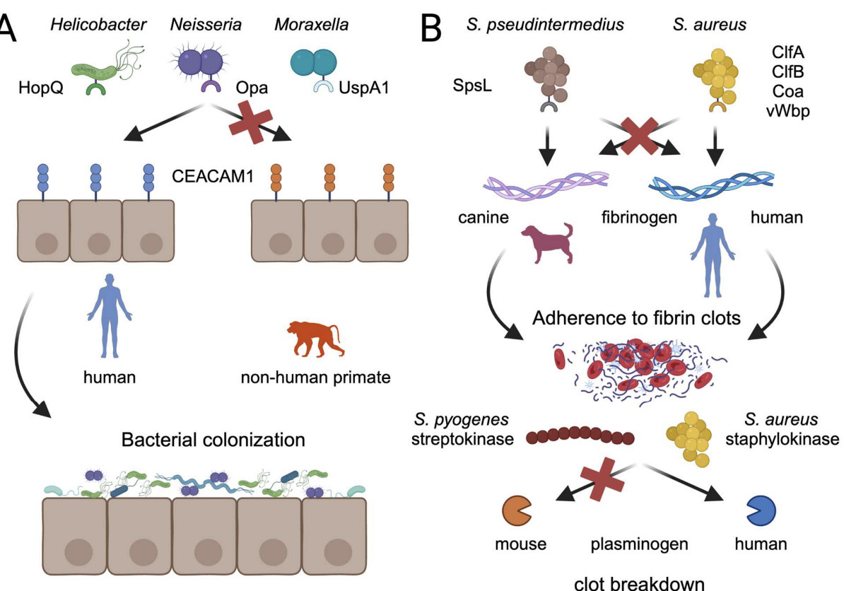 Mechanisms of host adaptation by bacterial path...