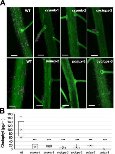 Quantitative Proteomics at Early Stages of the ...