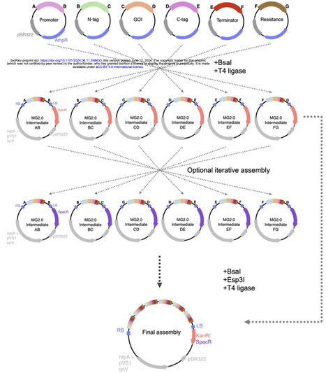 MultiGreen: A multiplexing architecture for Gre...