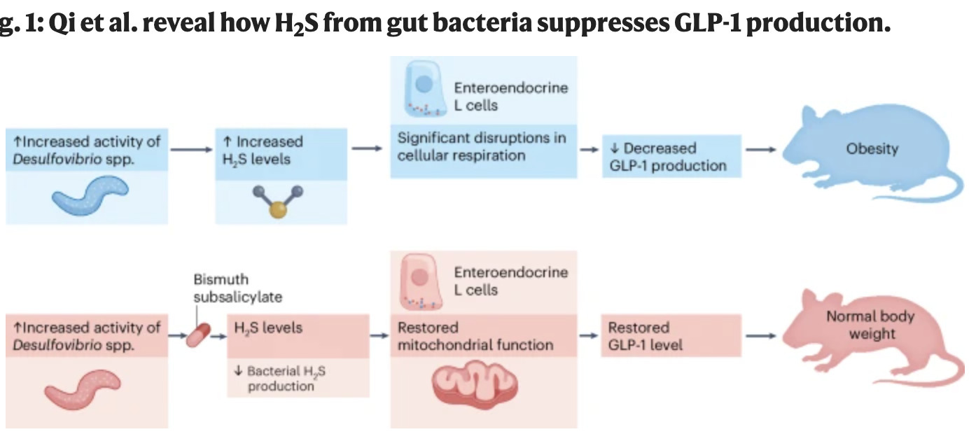 Hydrogen sulfide produced by the gut microbiota...