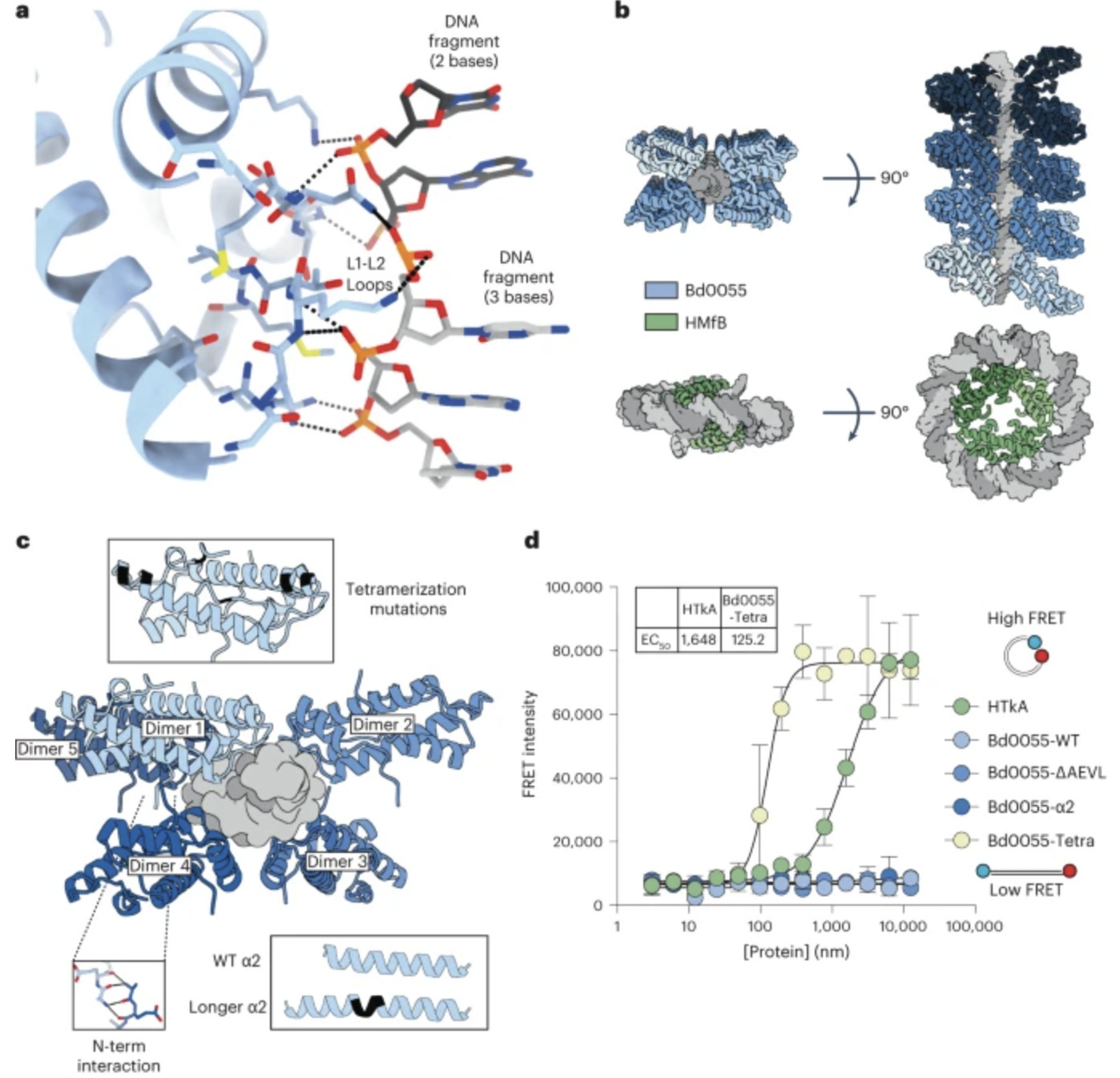 Histones with an unconventional DNA-binding mod...