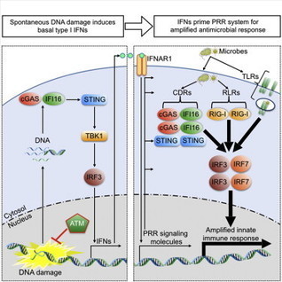 DNA Damage Primes the Type I Interferon System ...