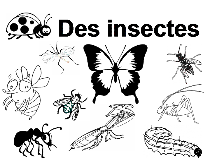Maternelle : De 1 à 10 avec des insectes...