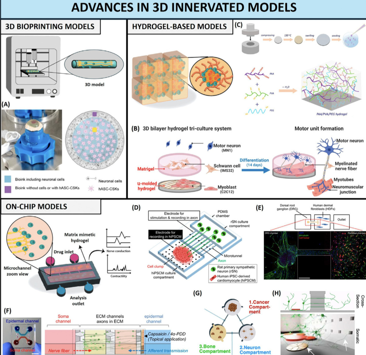 Innervating 3D in vitro models: bioengineering ...