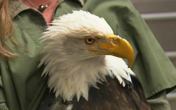 Wounded Eagle Gets New 3D Printed Beak | 21st C...