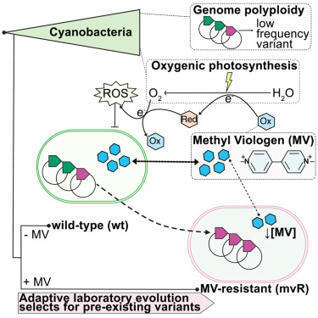 Polyploid cyanobacterial genomes provide a rese...