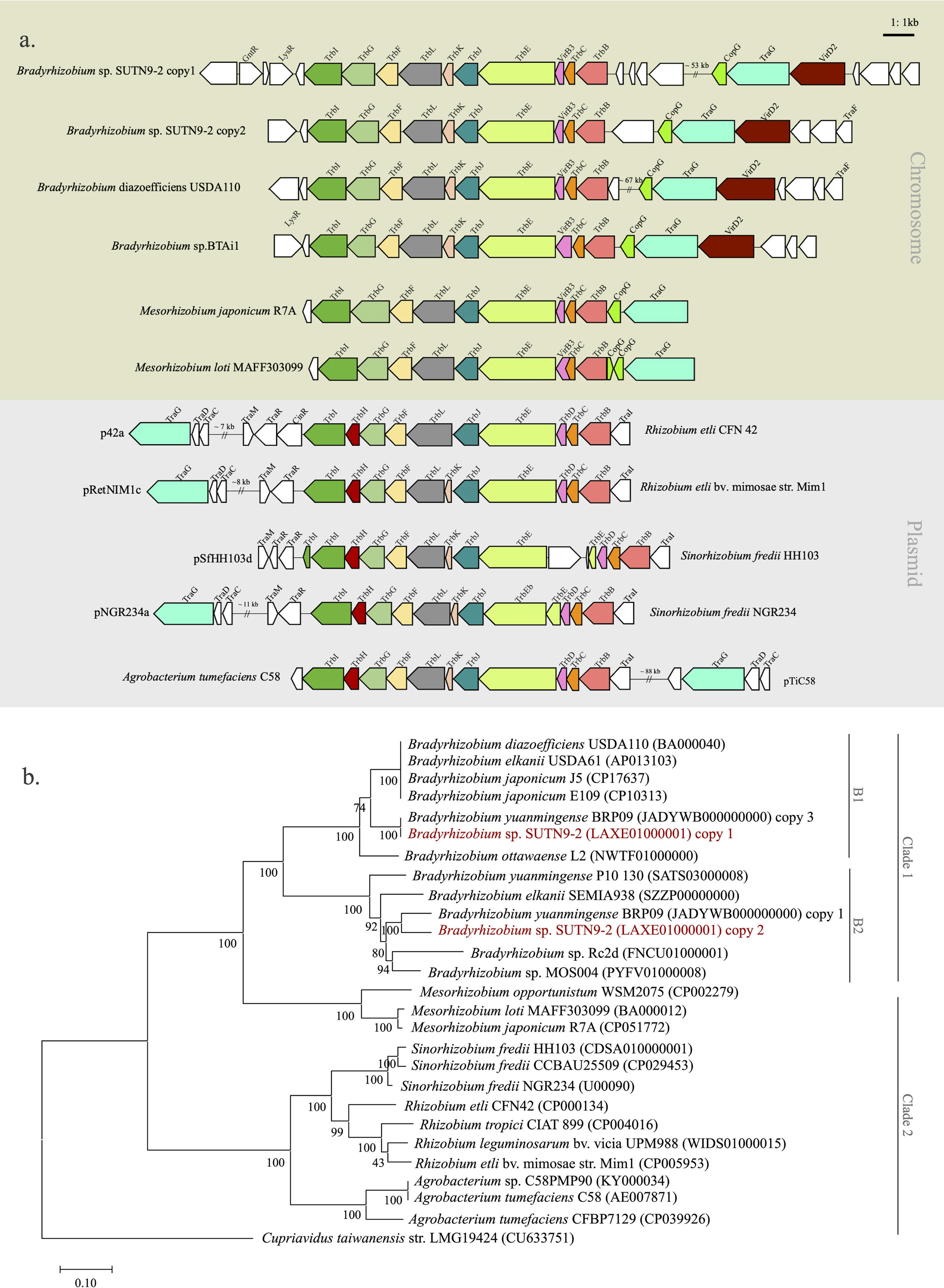 The Type IV Secretion System (T4SS) Mediates Sy...