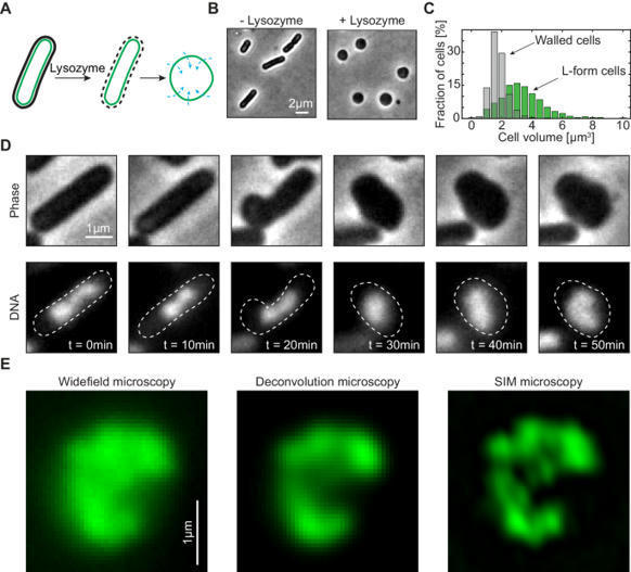 Direct observation of a crescent-shape chromoso...