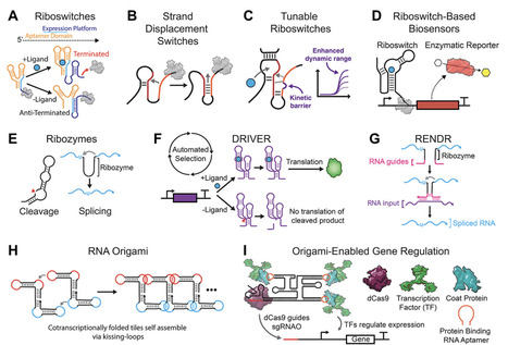Dynamic RNA synthetic biology: new principles,
