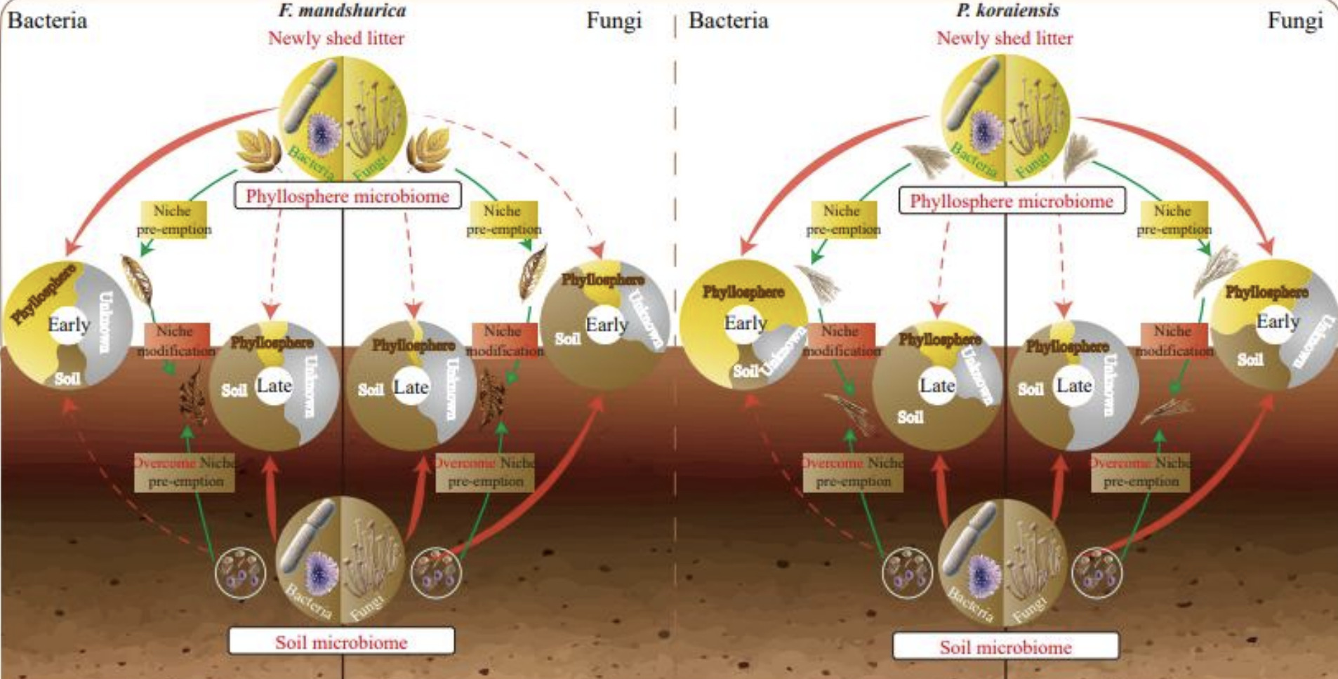 The origin and succession of the microbial comm...