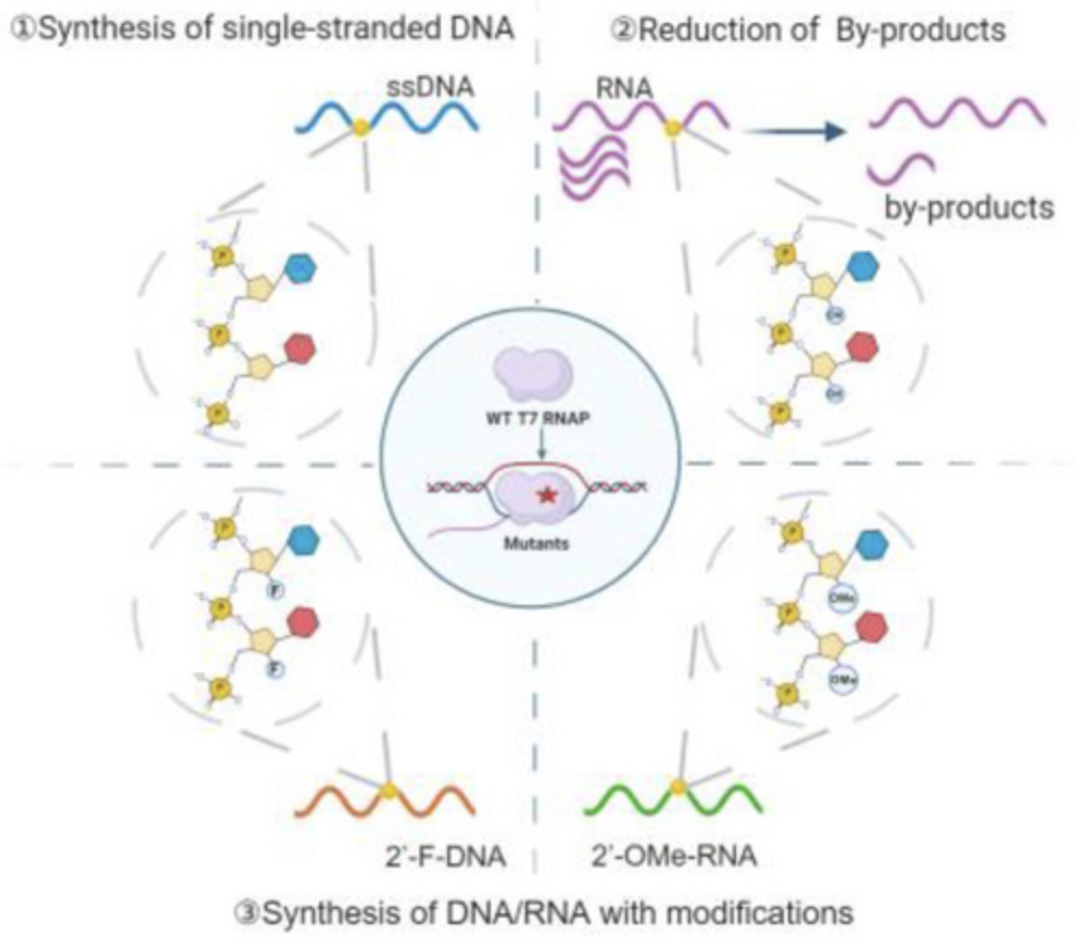 Advances in Evolved T7 RNA Polymerases for Expa...