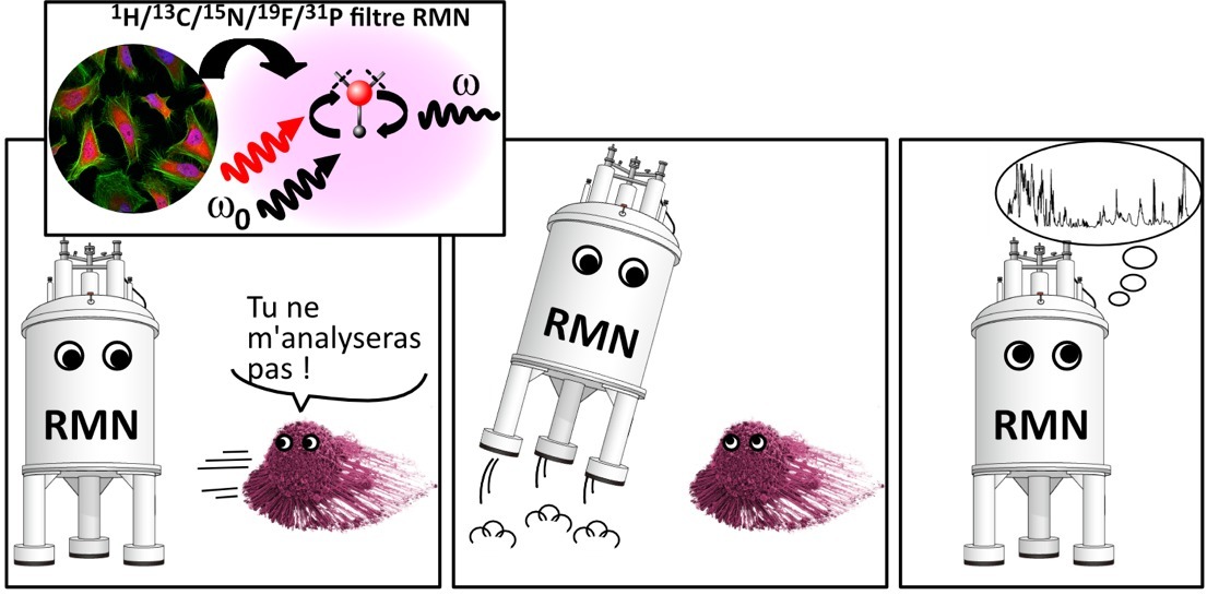 RMN in-cell : les cellules vivantes déta...