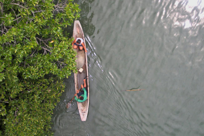Healthy mangroves build a resilient community i...