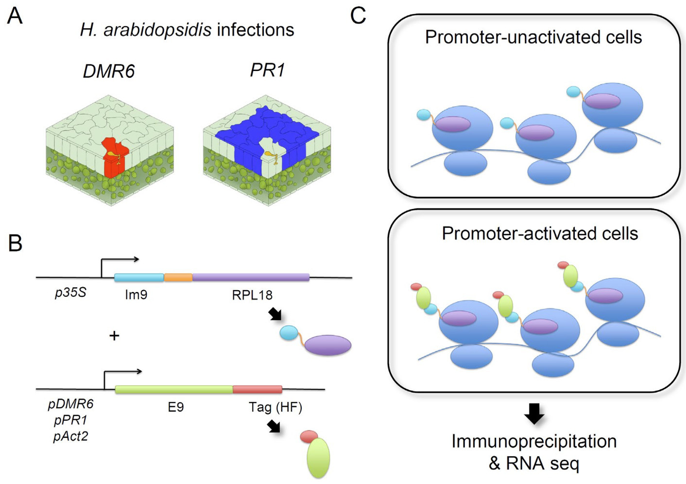 Plant Physiol: Cell-specific RNA profiling...