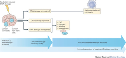 Does the mobilization of circulating tumour cel...