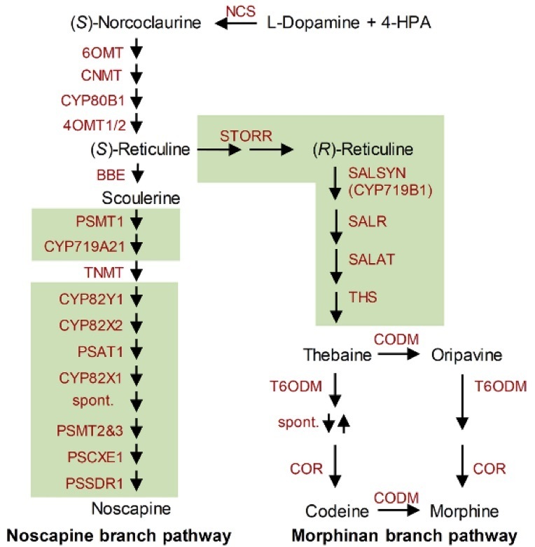 The opium poppy genome and morphinan production...