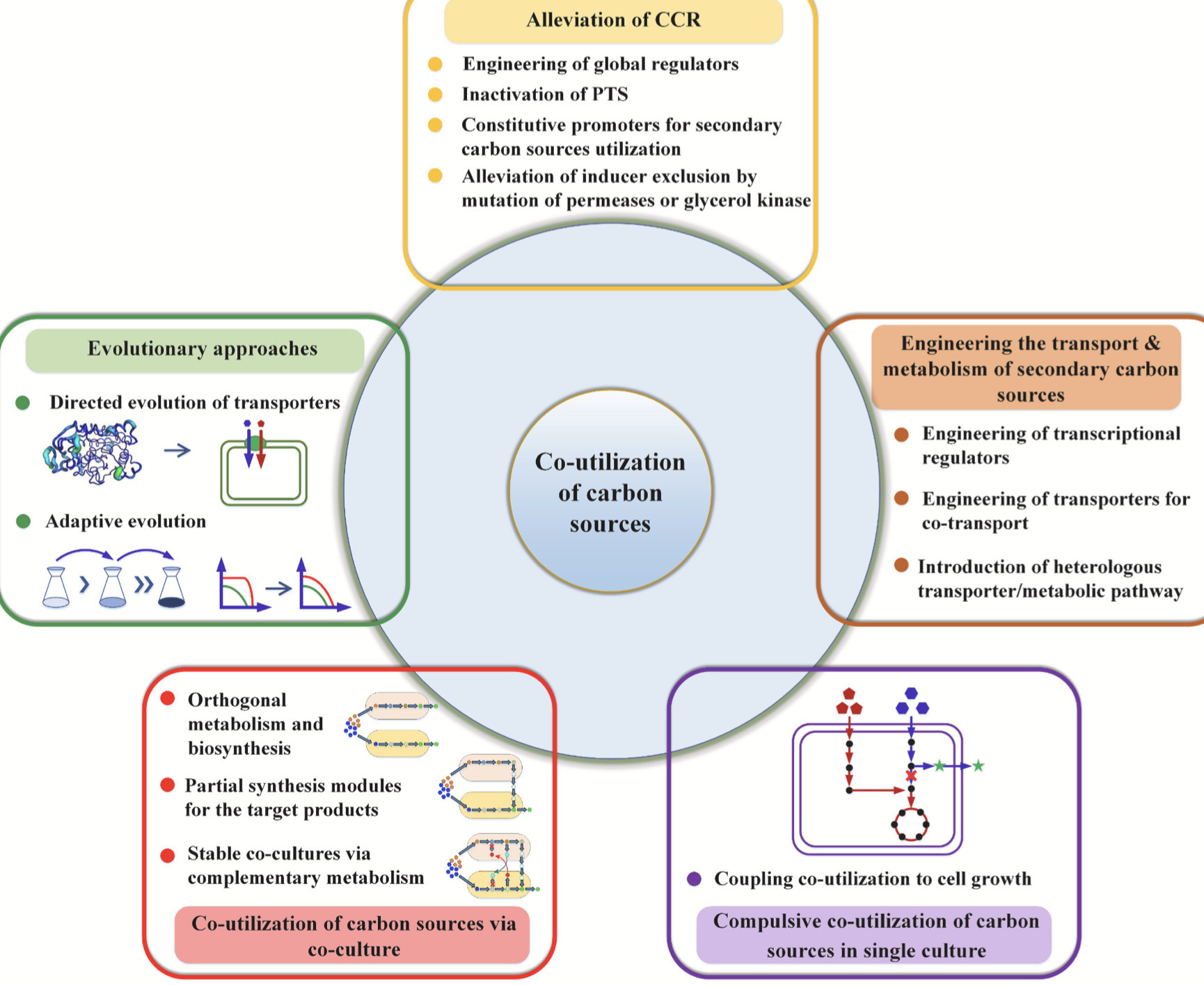 Co-utilization of carbon sources in microorgani...
