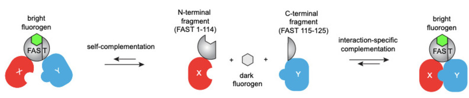 Improving split reporters of protein-protein in...