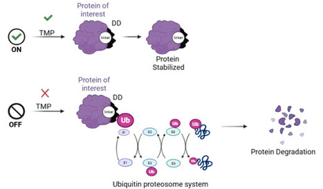Prion-based protein self-assembly tunes mutagen...