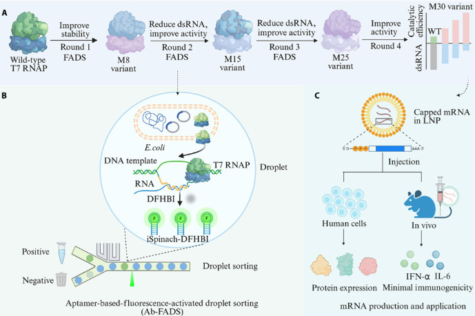 Directed Evolution of T7 RNA Polymerase Minimiz...