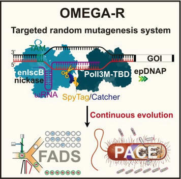 OMEGA-guided DNA polymerases enable random muta...