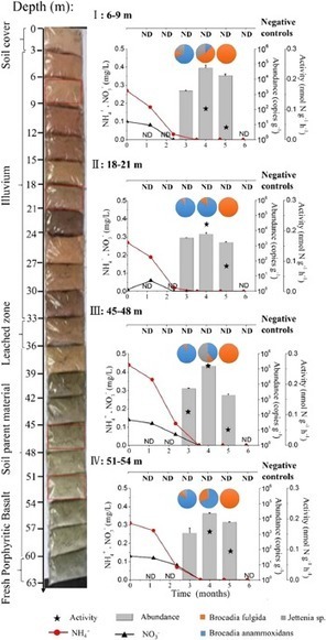 Resuscitation of anammox bacteria after >10,...