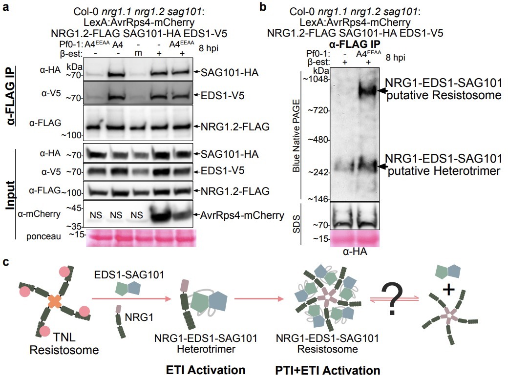 bioRxiv: Oligomerisation of a plant helper NLR ...