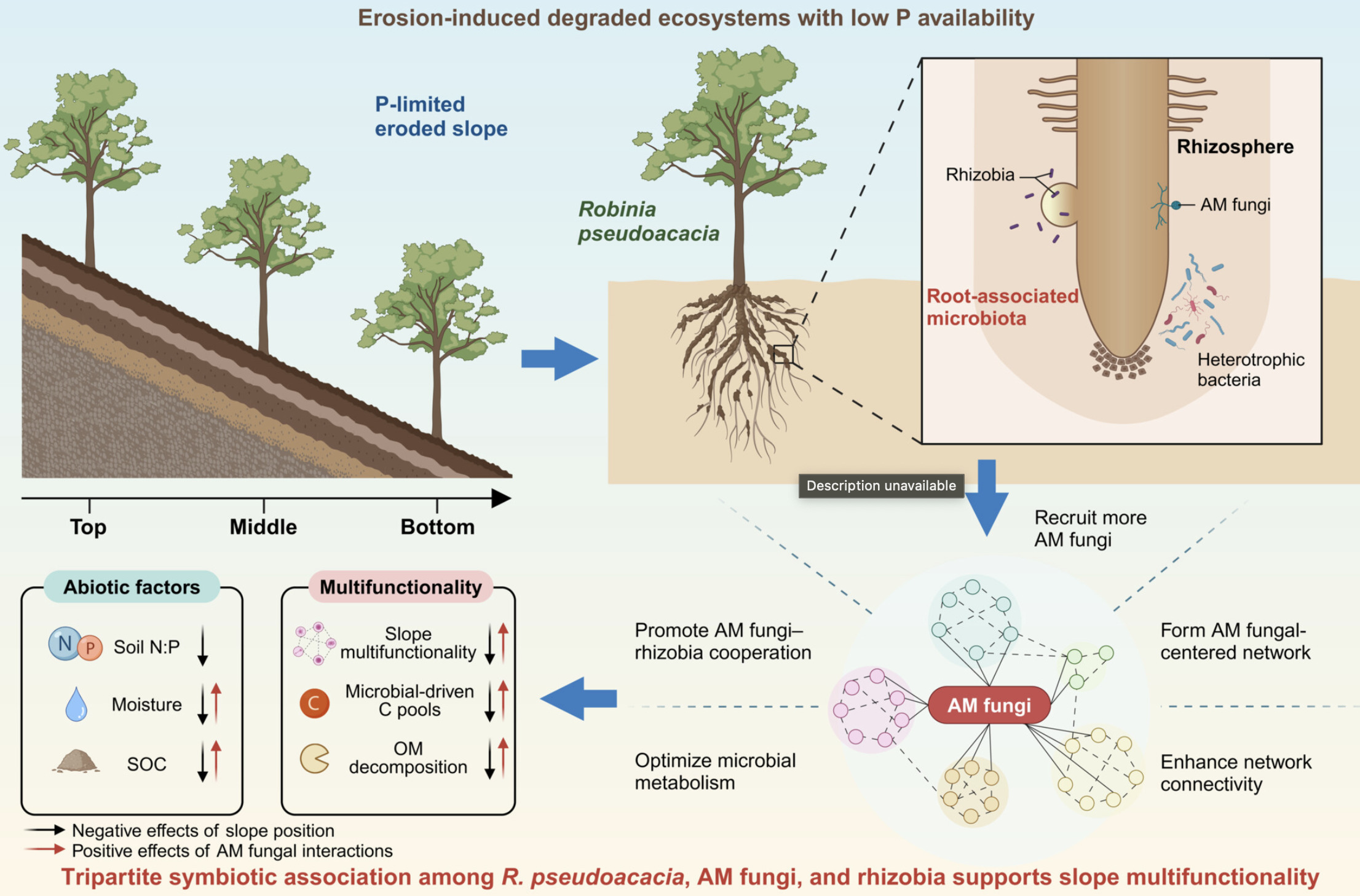 Arbuscular mycorrhizal fungal interactions brid...