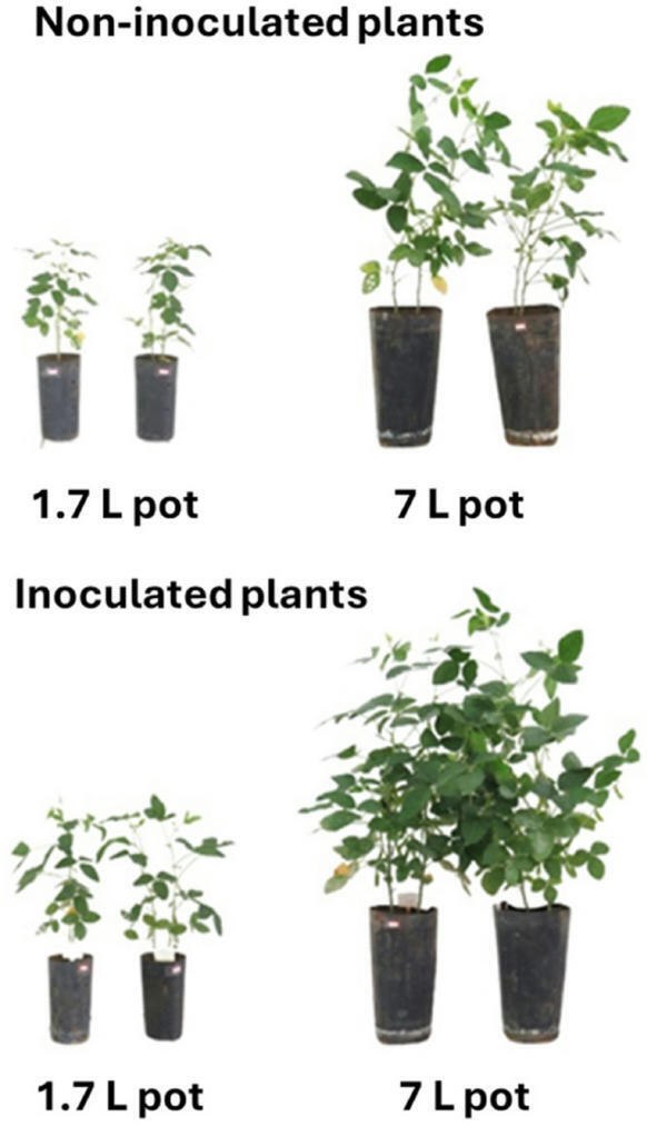 Small Pot Size Limits Soybean Growth and Affect...