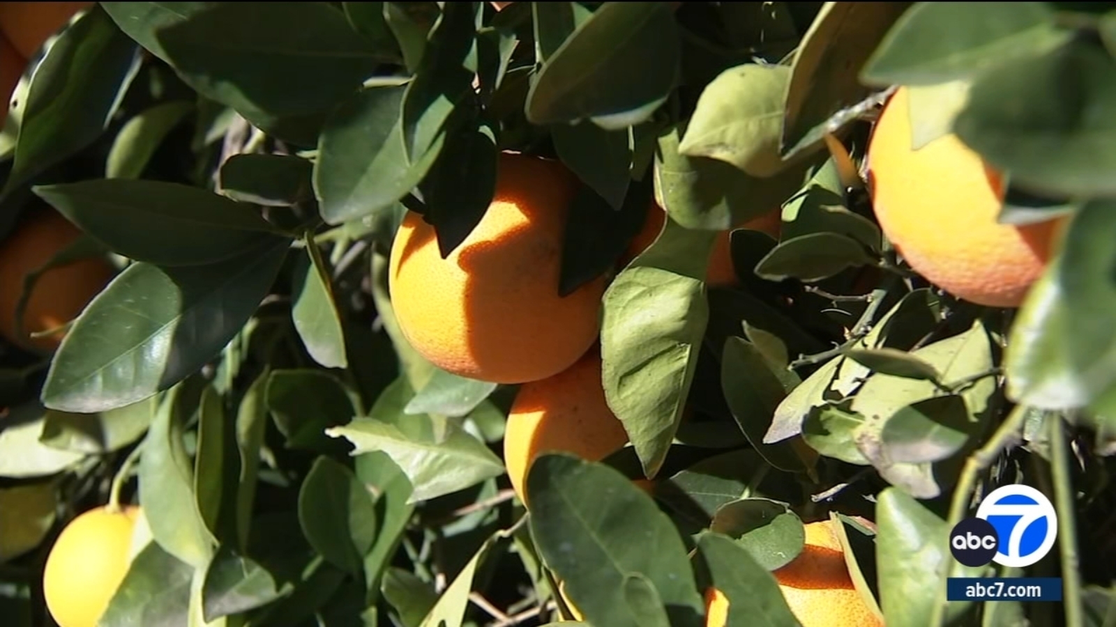 Redland trees to be stripped of all fruit to pr...