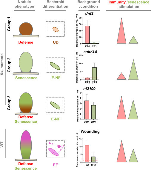 Defense and senescence interplay in legume nodu...