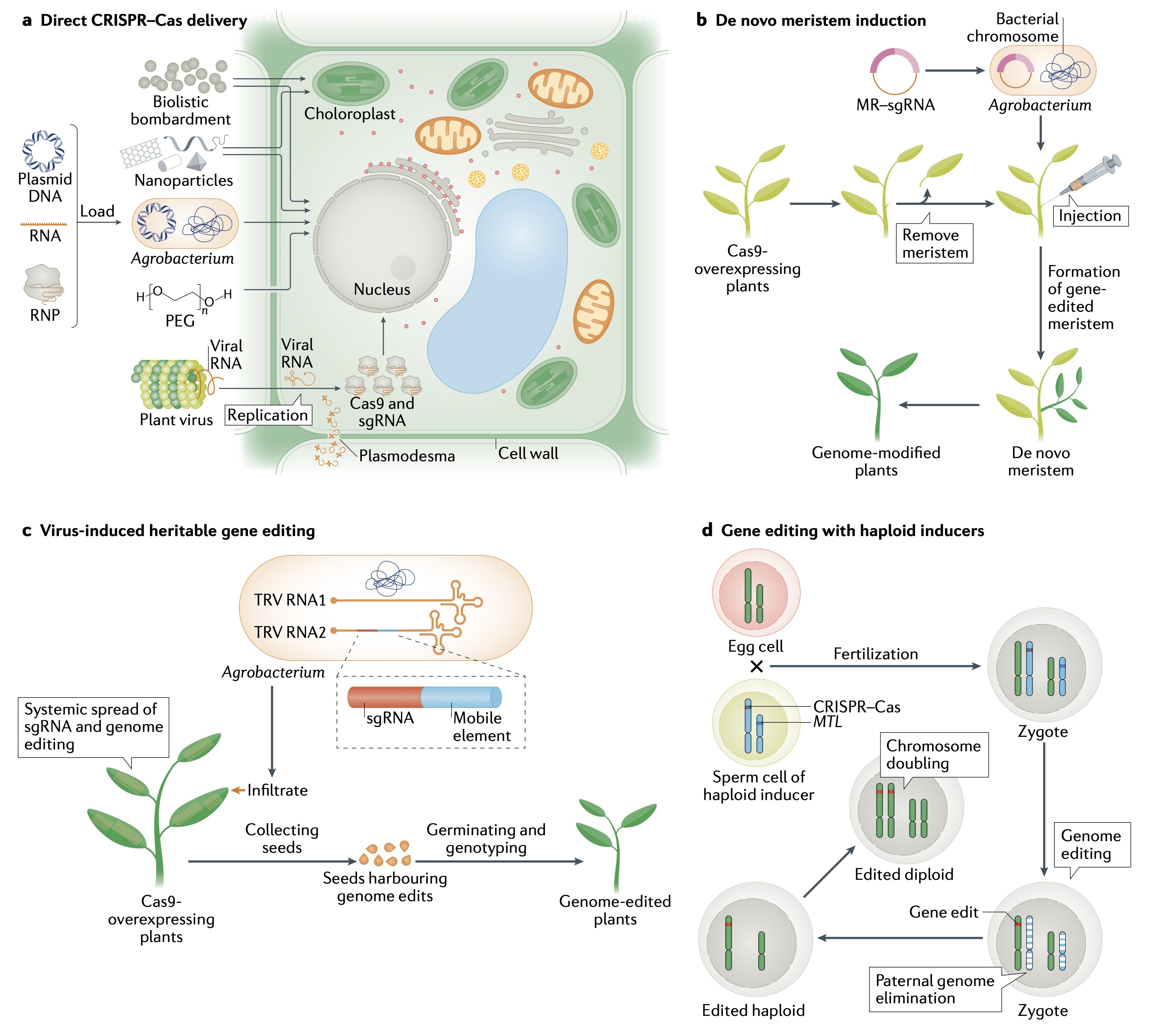 Crispr Cas9 Agriculture