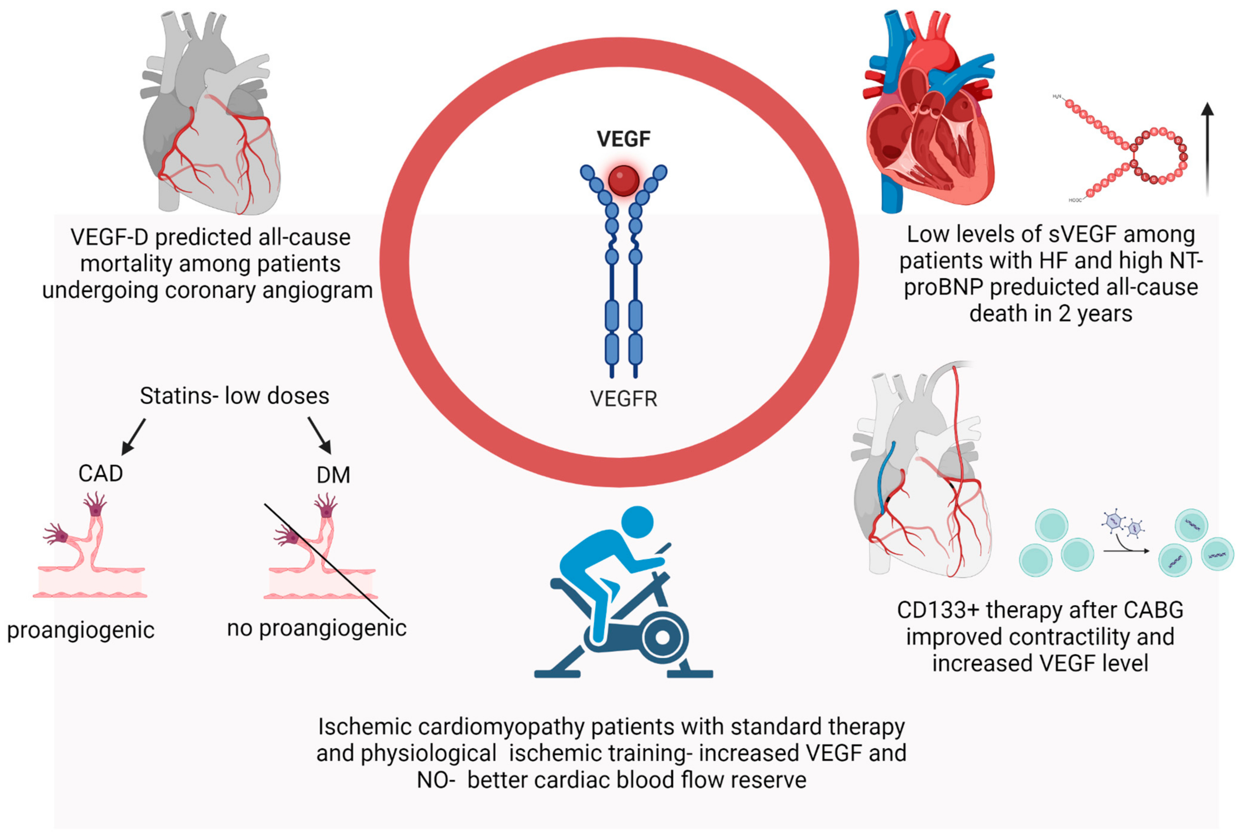 Vascular Endothelial Growth Factor (VEGF) and I...