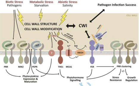 Plant cell wall structure and dynamics in plant...