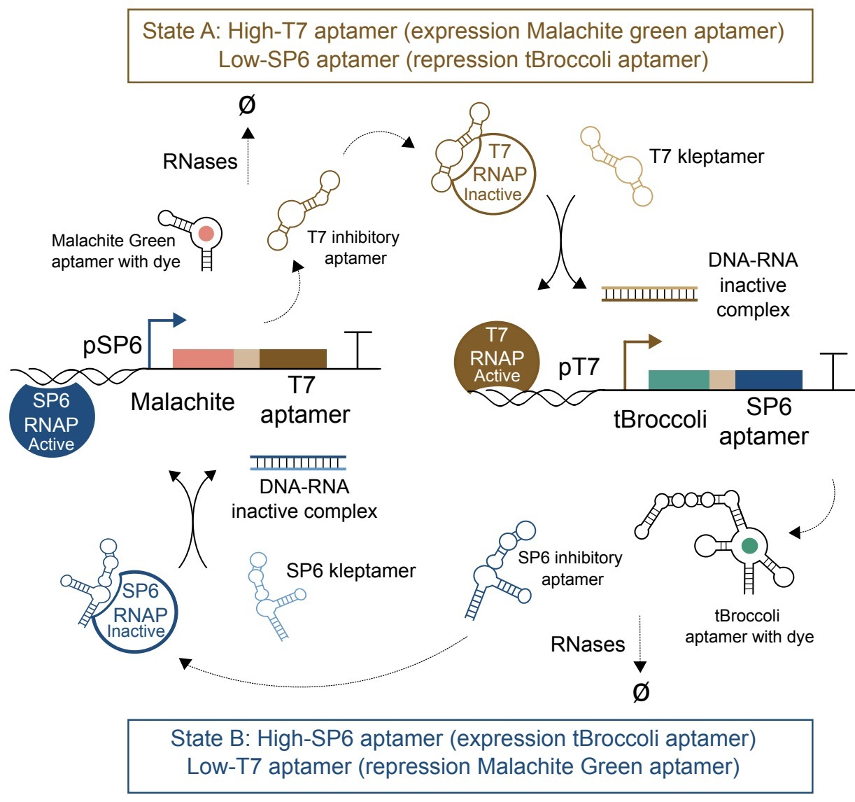 Building an RNA-based Toggle Switch using Inhib...