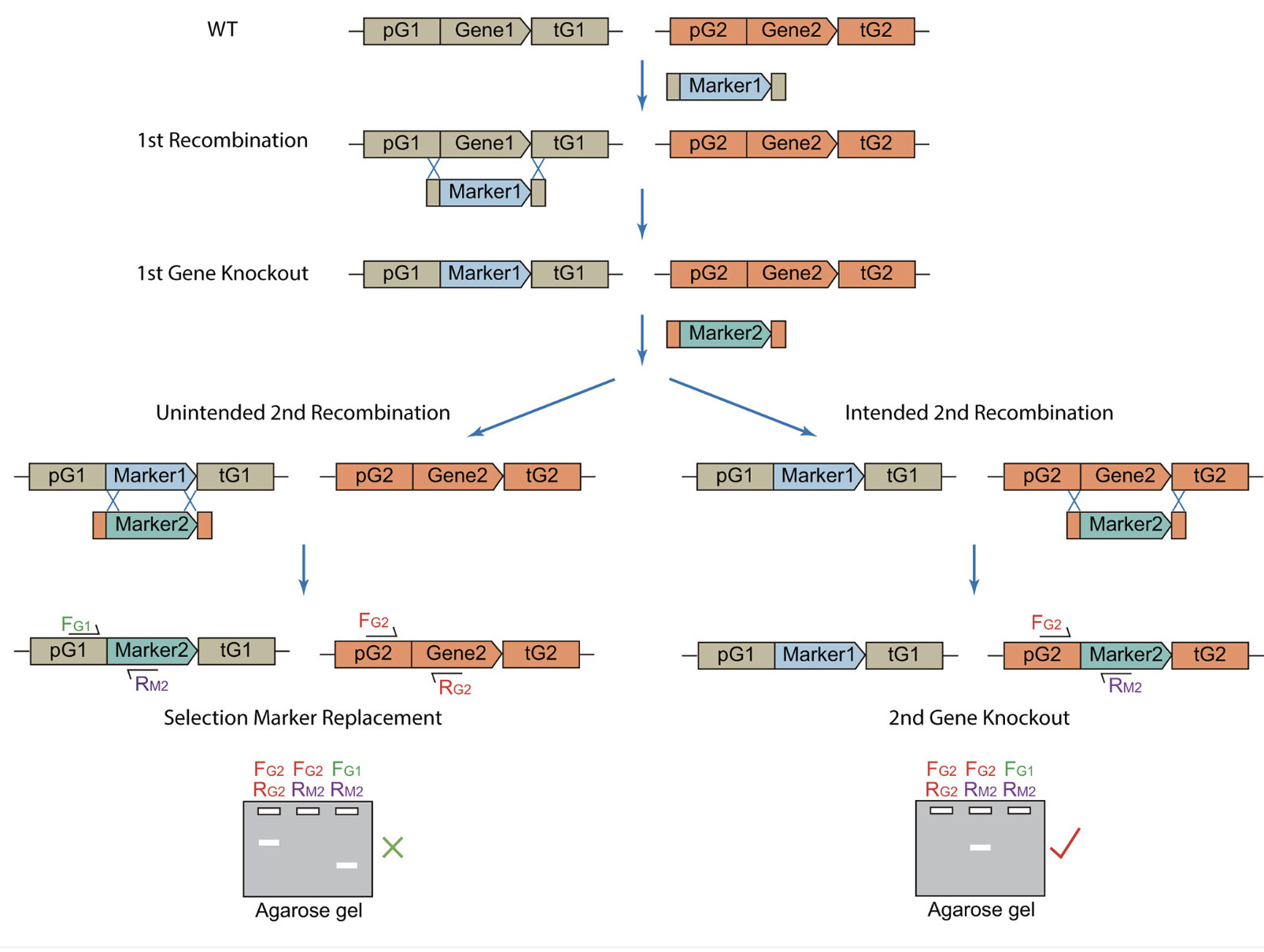 Template plasmids optimized for deletion of mul...