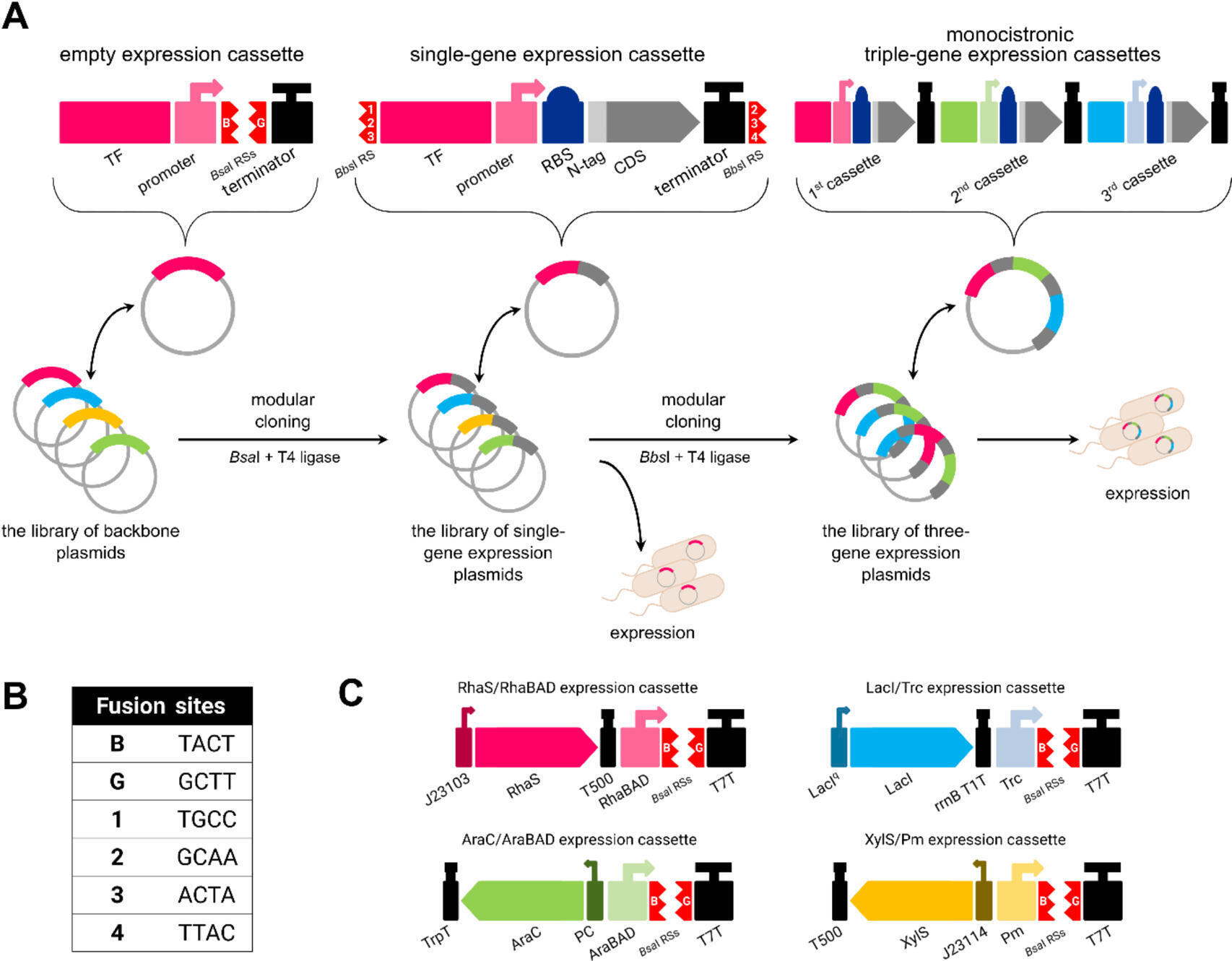 Modular plasmid design for autonomous multi-pro...