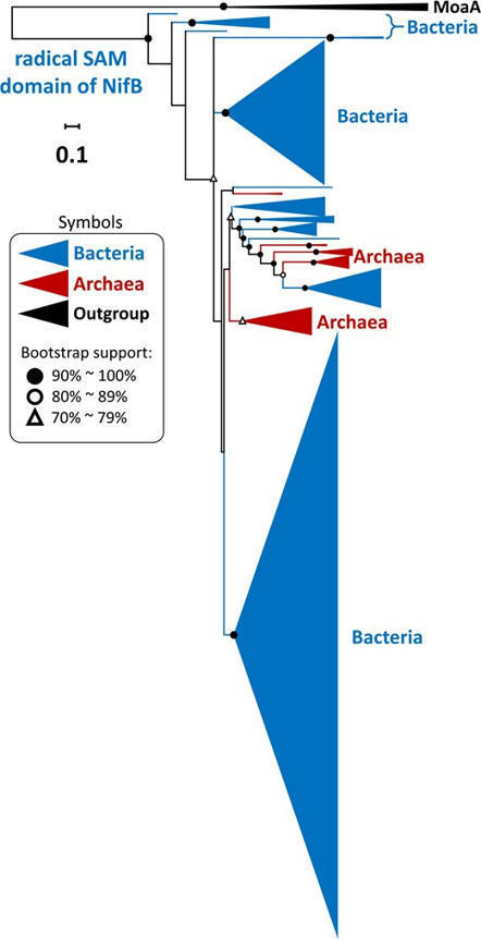 Origin and Evolution of Nitrogen Fixation in Pr...