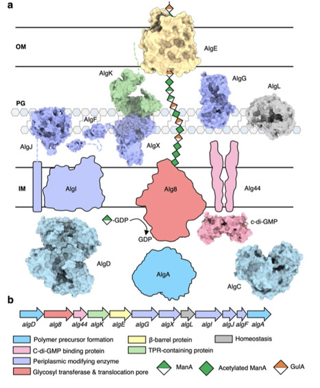 Pseudomonas aeruginosa biofilm exopolysaccharid...