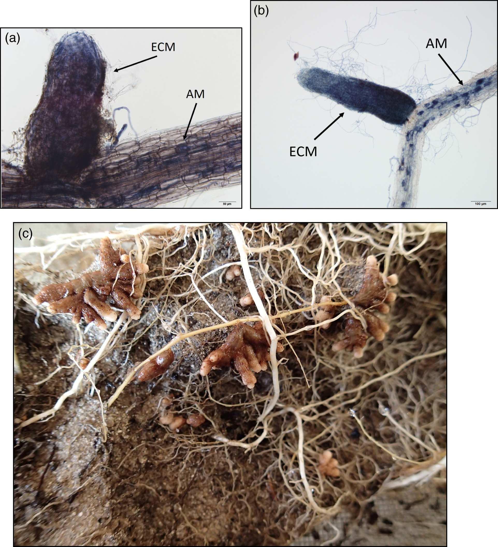 Plasticity in root symbioses following shifts i...