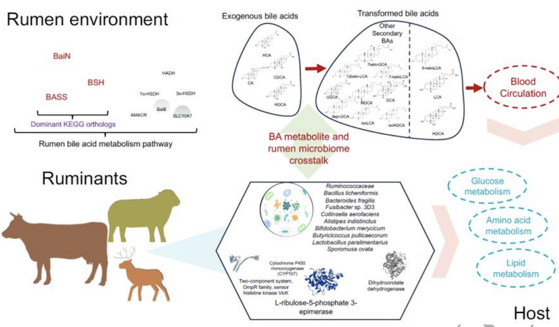 Rumen microbiome-driven insight into bile acid ...