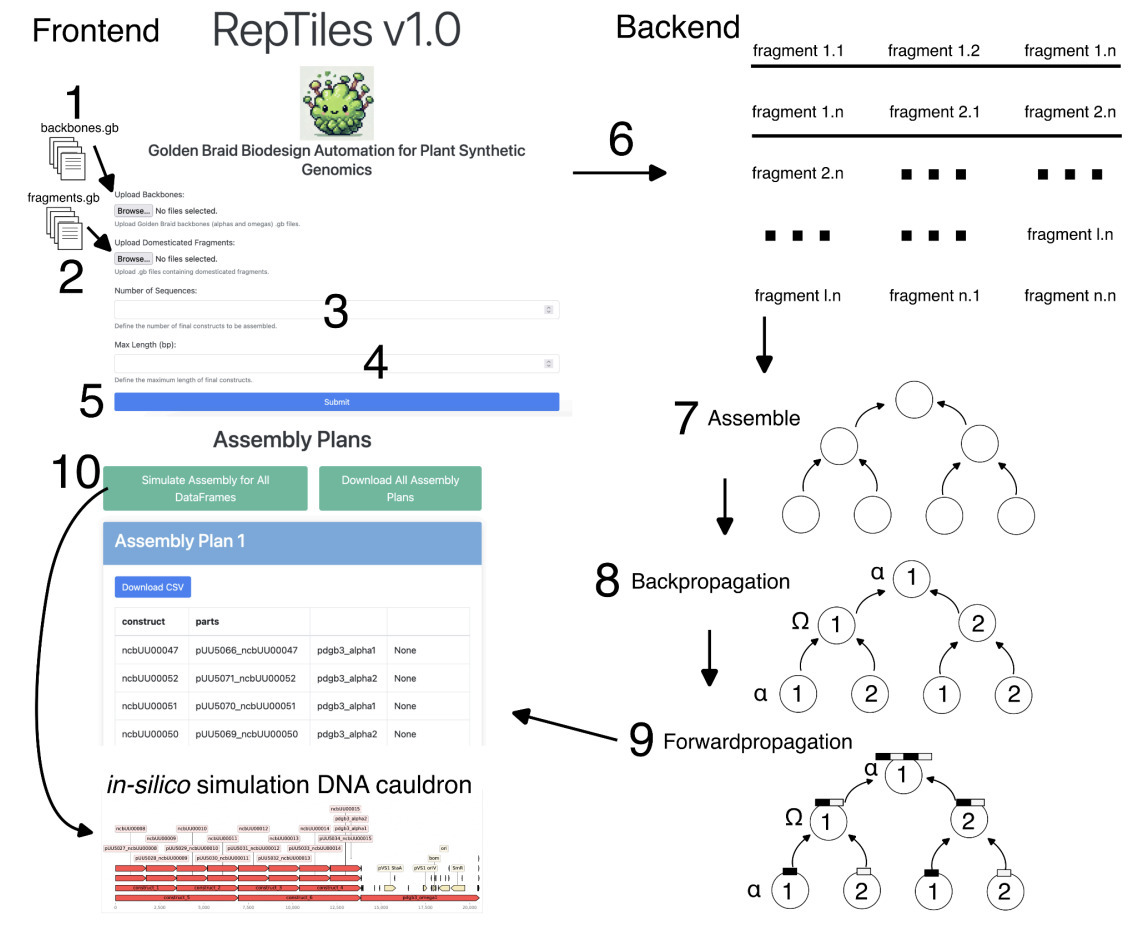 Gearing up Golden Braid assembly for plant synt...