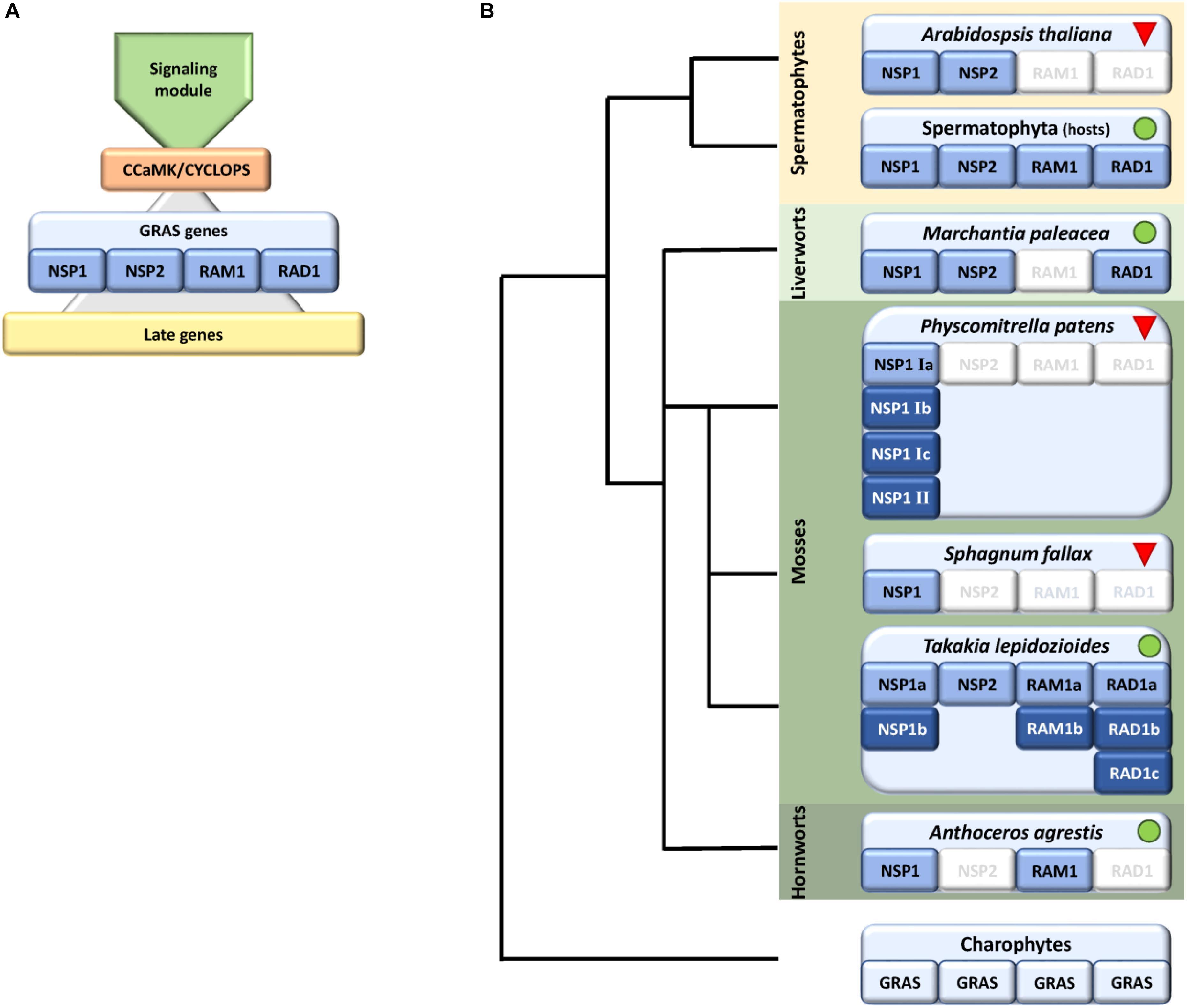 Evolution of the Symbiosis-Specific GRAS Regula...